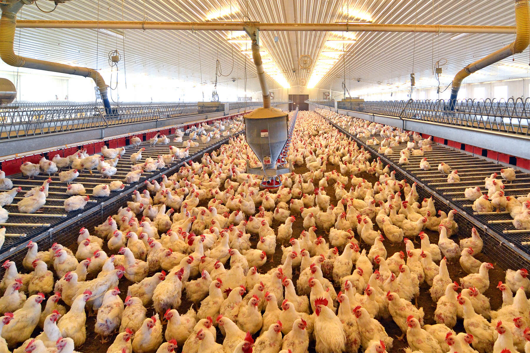 Poultry barn - WOLF System