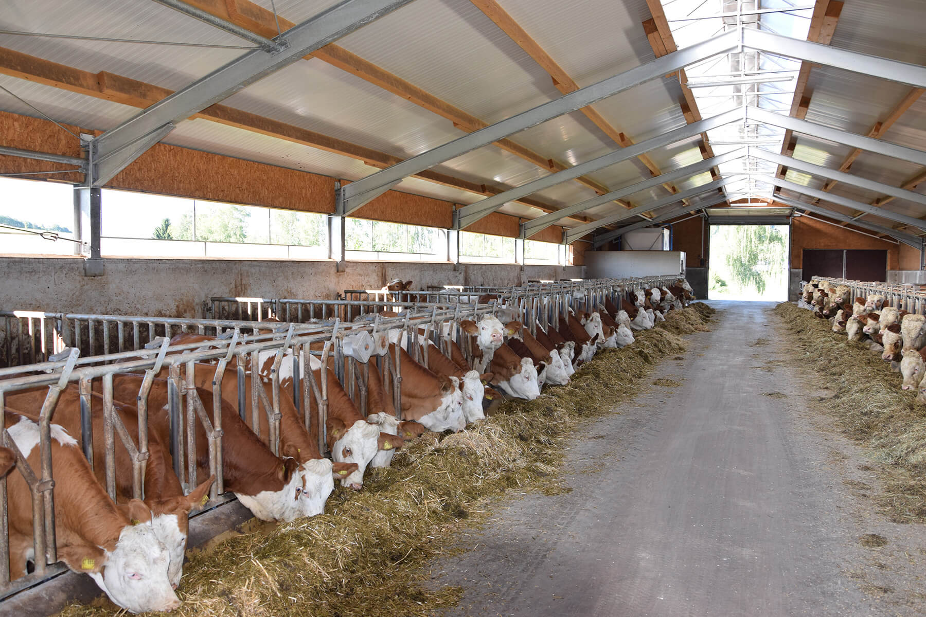 Bull Barns - WOLF System