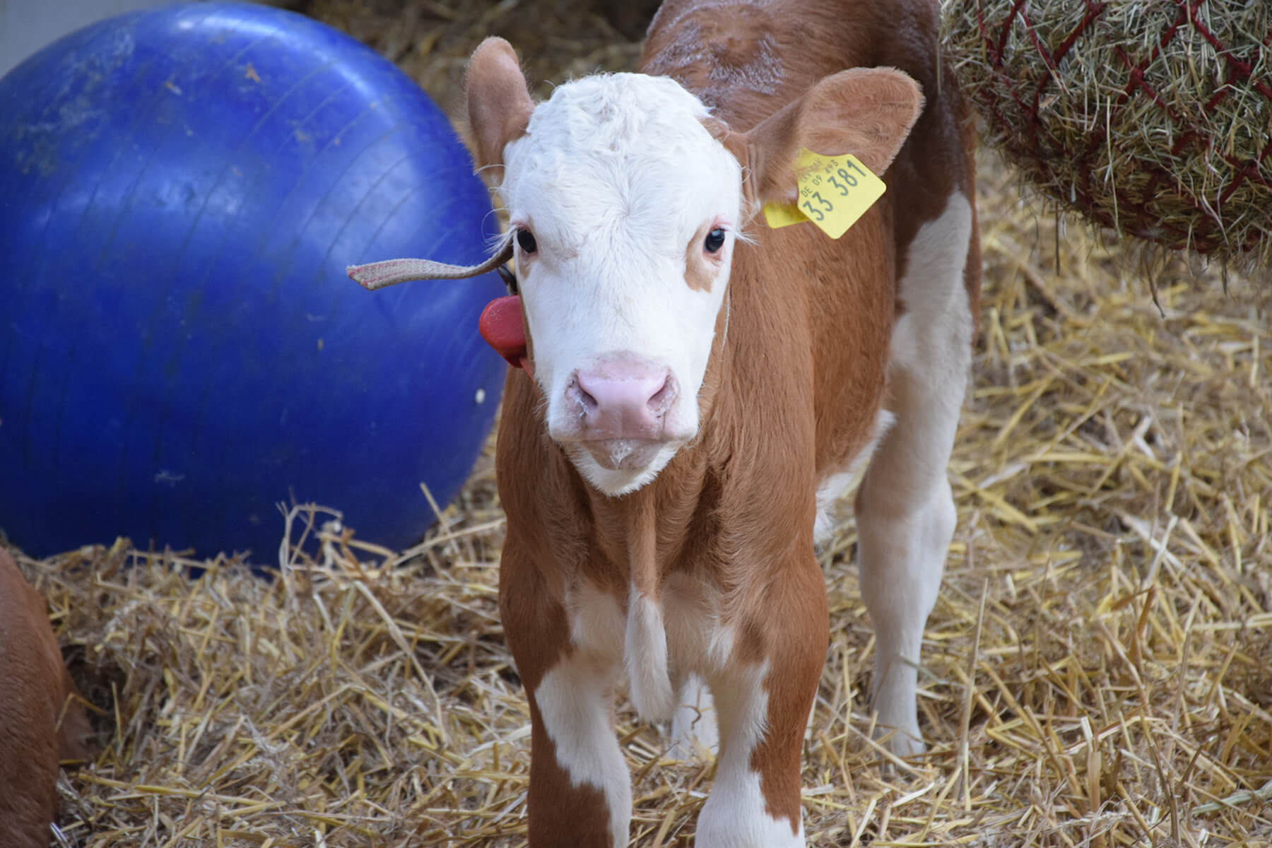 Calf Barns - WOLF System